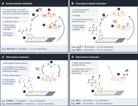 Highly Multiplexed Tissue Imaging In Precision Oncology And Translational Cancer Research