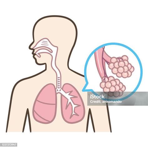 人類呼吸系統解剖載體圖醫學教育橫截面圖與鼻腔咽喉食道氣管肺和肺向量圖形及更多人類內臟圖片 人類內臟 人體 人體構造 Istock
