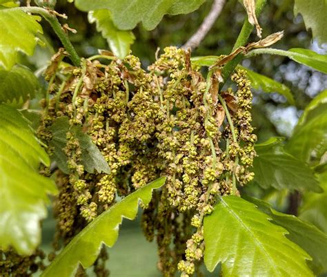 Quercus Canariensis Trees And Shrubs Online