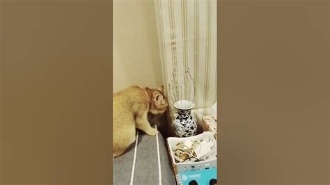 Cutie Cat 😺🐈 Youtube