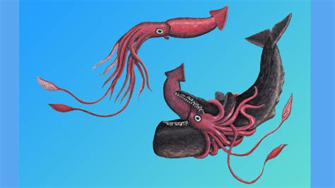 Colossal Squid