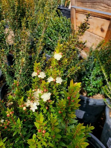 Dwarf Or Compact Myrtle Myrtus Communis Compacta Treeland Nurseries