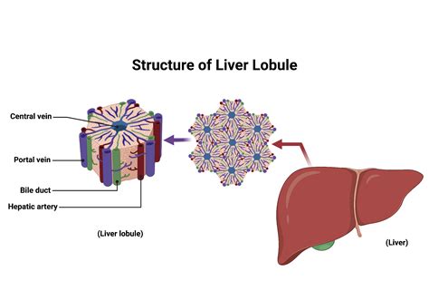 Structure Of Liver Lobule Biorender Science Templates