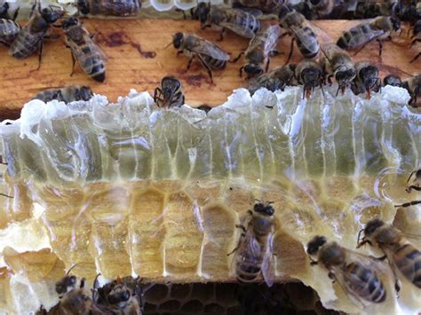 გაძღა ფუტკარი Tapli Ge თაფლი თაფლის არაყი ცვილი სხვა თაფლი