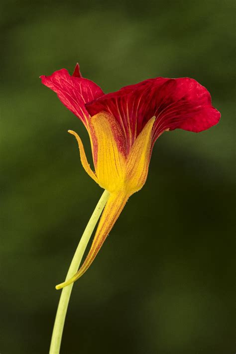Nasturtium Defined