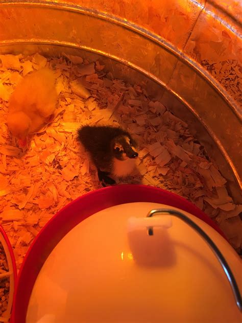 I Would Like Help Identifying His Breed Just Got Him Today R Duck