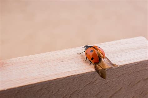 Premium Photo Beautiful Red Ladybug Walking On A Piece Of Wood