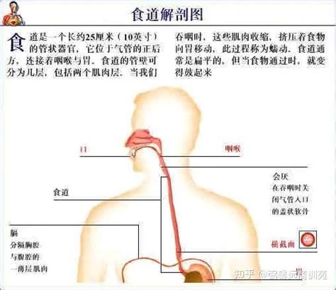史上最全的人体解剖图各器官位置图（多图） 知乎
