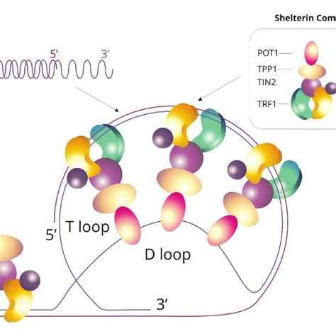 Telomeres Function