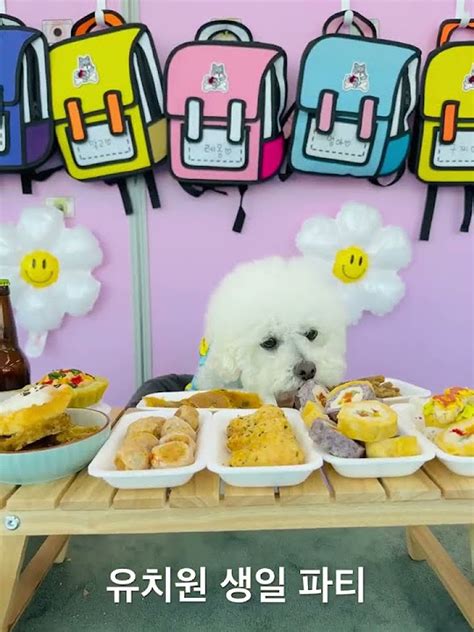 생일파티하는 강아지 ♥️ 생일축하해 Youtube