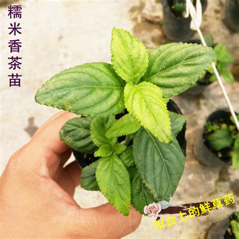 糯米香草 草本植物 普洱茶 第2页 大山谷图库