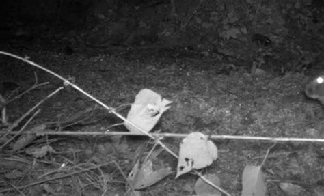 Lost For 120 Years Rare Species Makes A Surprising Return