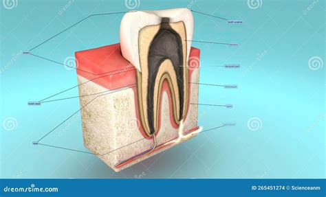 Anatomy Of The Tooth And Gums And The Supporting Structures Surrounding