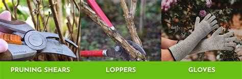 Pruning Daphne A Step By Step Guide To Thriving Shrubs Plantilio