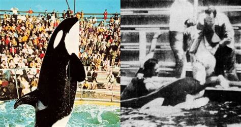 The Tragic Story Behind Shamu Seaworlds Most Famous Orca