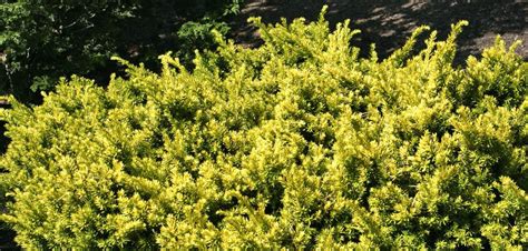 Taxus Cuspidata Nana Aurescens Dwarf Golden Japanese Yew Kigi Nursery