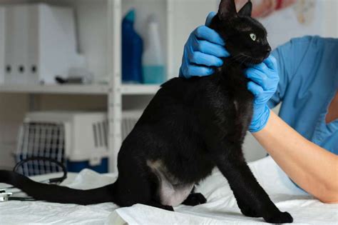 CON QUÉ FRECUENCIA DEBO LLEVAR A MI GATO AL VETERINARIO No lo dejes