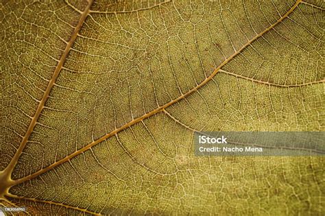 녹색 잎 질감과 배경입니다 녹색 잎 텍스처의 매크로 보기입니다 유기 패턴 디자이너를위한 추상적 인 질감과 배경 녹색 나뭇잎