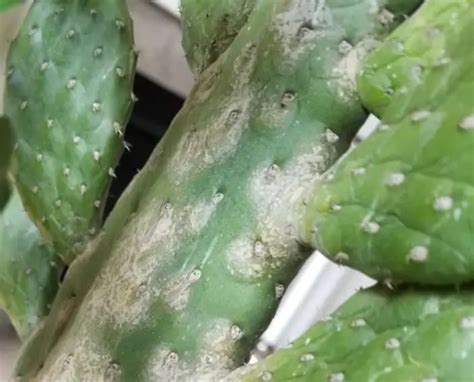This Cactus That Looks Like Brain Identification And Care Information