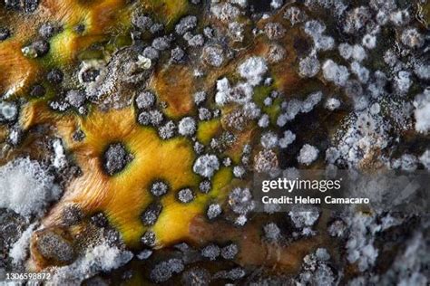 Food Decomposition Photos And Premium High Res Pictures Getty Images