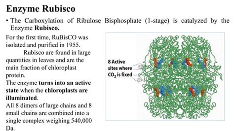 04 Carbon Reactions Of Photosynthesisbpptx