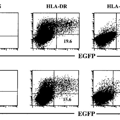 Expression Of HLA DR DP Or DQ Mediates EBV Entry Into 721 174 And
