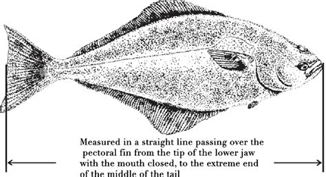 Alaska Halibut Size And Weight Information Homer Halibut Hunters