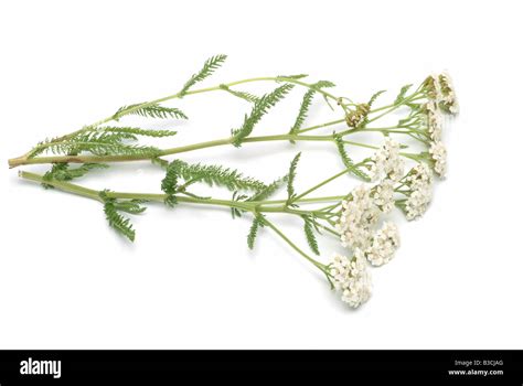 Medicinal Plant Yarrow Carpenter S Weed Common Yarrow Milfoil Achillea
