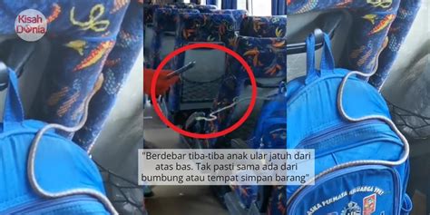 “macam Dalam Filem” Rombongan Tadika Cemas Terperangkap Dengan Ular Dalam Bas Kisah Dunia