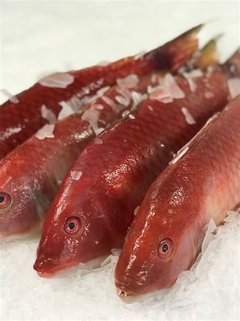 Scarlet Wrasse Ocean Made Seafood