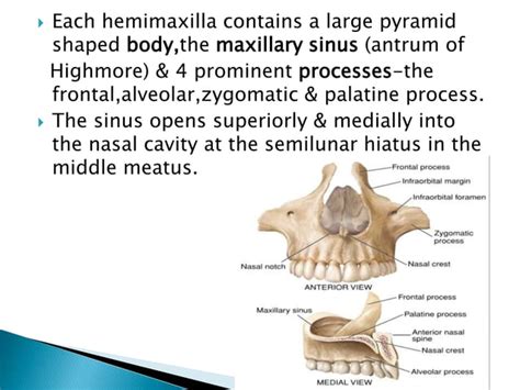 Osteology Of Head N Neck Ppt 1 Ppt
