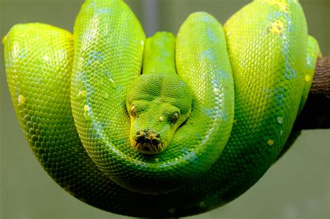 Green Tree Python Wallpapers 4k Hd Green Tree Python Backgrounds On Wallpaperbat