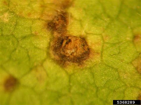 Bacterial Pustule Of Soybean Disease Xanthomonas Axonopodis Pv Glycines Nakano 1919 Dye 1978b