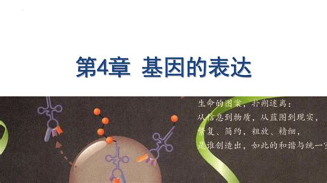 4 2基因表达与性状的关系课件（共47张ppt） 人教版2019必修2 21世纪教育网