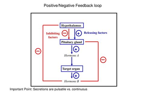 Positive Feedback Loop Hormones