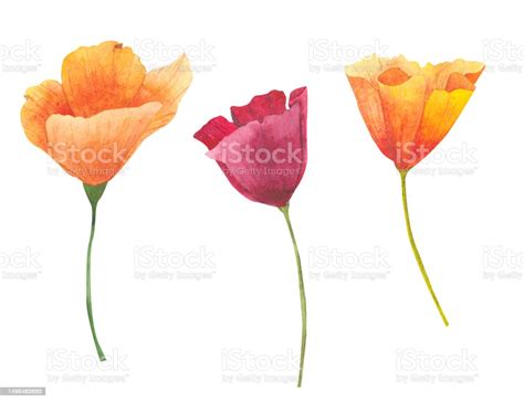 수채화 캘리포니아 오렌지와 빨간 양귀비는 흰색 배경에 분리되어 있다 손으로 그린 그림은 햇볕이 잘 드는 밝은 꽃으로 초대장 엽서 및 기타 인쇄물을 디자인합니다 식물 클립