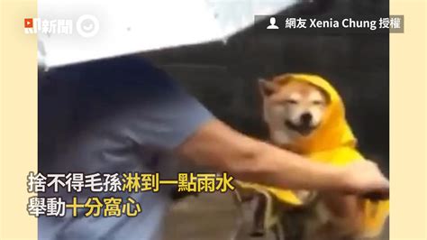 兜風突下雨！嬤急幫柴孫穿雨衣 「塞爆菜籃」瞇眼露燦笑萌翻網♥ 雖然下雨了～但柴柴還是好開心！地球總機小姐 帶您精彩萌回顧🎉 兜風突