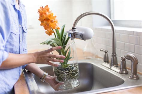 Your Orchid Questions