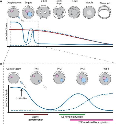 Figure 2 From Epigenetic Control Of Early Mouse Development Semantic