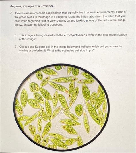 Solved Euglena Example Of A Protist Cell C Protists Are