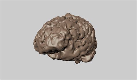 실제 사람 스캔을 기반으로 한 3d 뇌 3d 모델 5 Obj Free3d