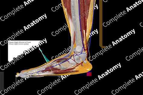 Flexor Digiti Minimi Of Foot Complete Anatomy
