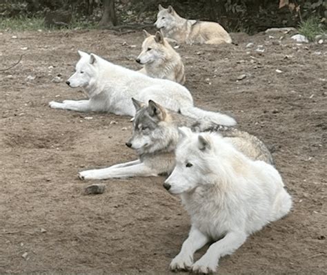Exhibit Pack Update 13 October 2023 International Wolf Center