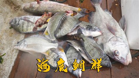 阿烽带阿雄出海放串钩没想到竟遇上海底鲷群手直接拉软发财了 YouTube