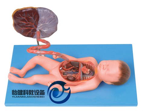 胎儿血液循环模型 Yj A42009 上海怡健医学
