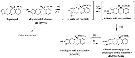 Proposed Bioactivation Pathway Of Clopidogrel Download Scientific