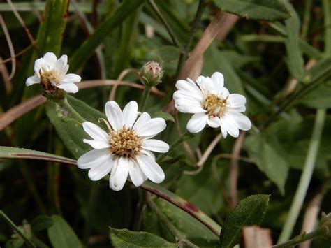 標高350mのお花畑へ 4 四季の花と生き物