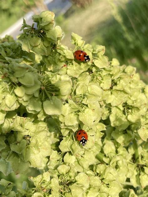Ladybug Walking On A Green Leaf Stock Image Image Of Plant Leaf