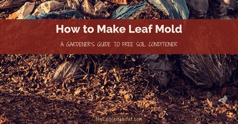 How To Make Leaf Mold Soil Conditioner My Edible Habitat