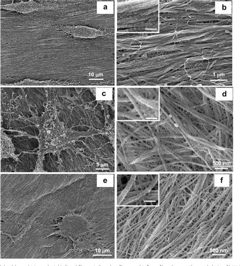Figure 1 From The Engineering Of Organized Human Corneal Tissue Through